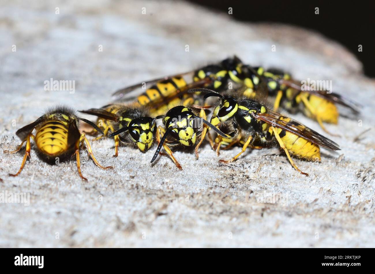 active worker common wasps vespula vulgaris on tree stump Stock Photo ...