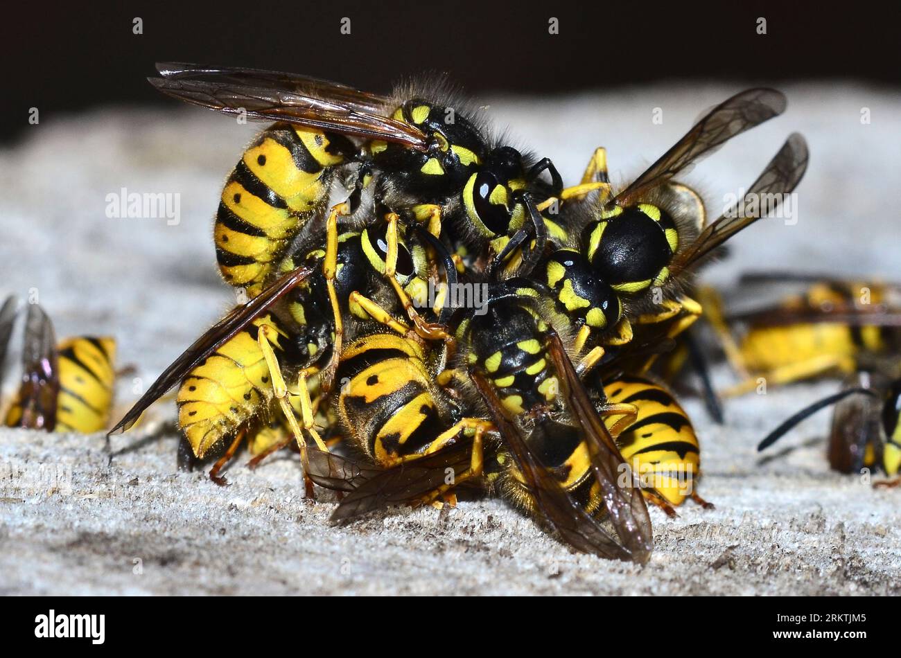 active worker common wasps vespula vulgaris on tree stump Stock Photo ...