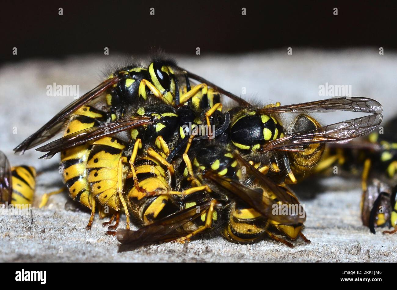 active worker common wasps vespula vulgaris Stock Photo - Alamy