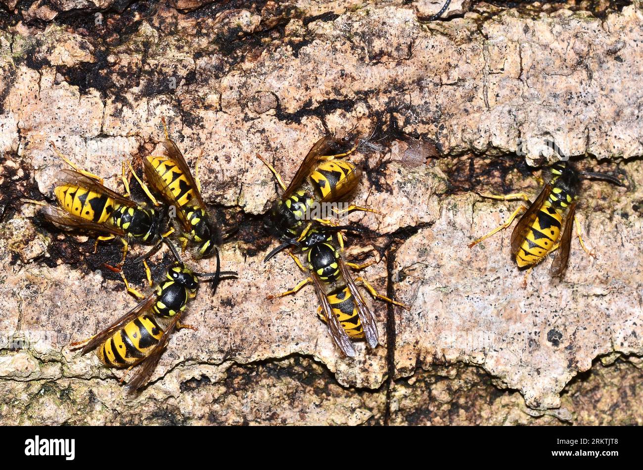 active worker common wasps vespula vulgaris Stock Photo - Alamy