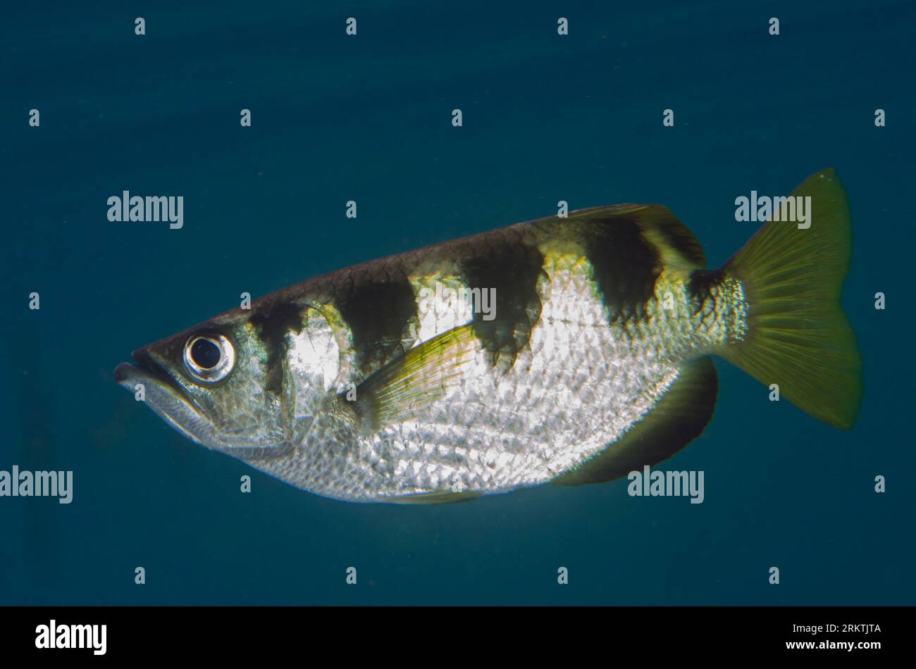 Archerfish ichthyology hi-res stock photography and images - Alamy