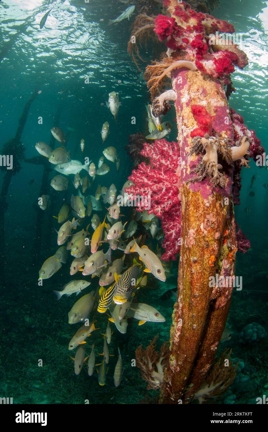School of Onespot Snappers, Lutjanus monostigma, Oriental Sweetlips ...