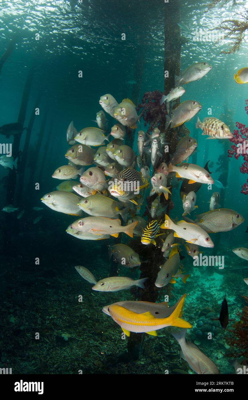 Fish emperor snapper hi-res stock photography and images - Alamy