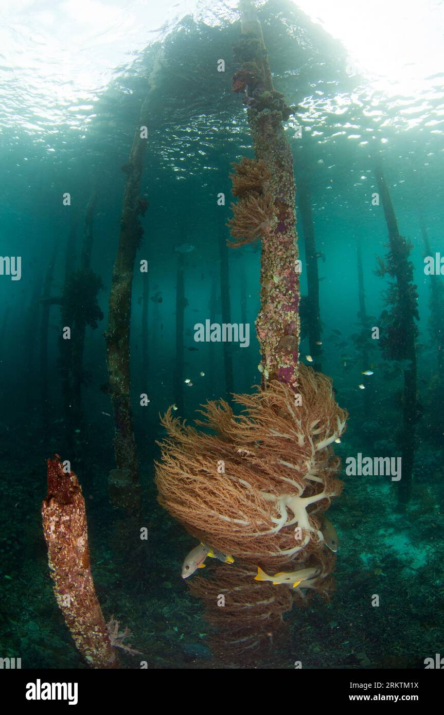 Onespot Snappers, Lutjanus monostigma, and coral on pylon under jetty ...