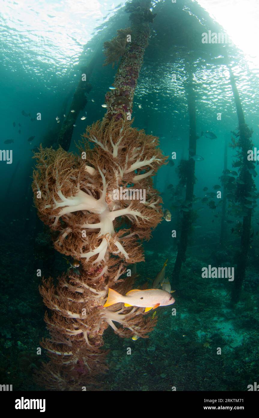 Onespot Snapper, Lutjanus monostigma, and coral on pylon under jetty ...