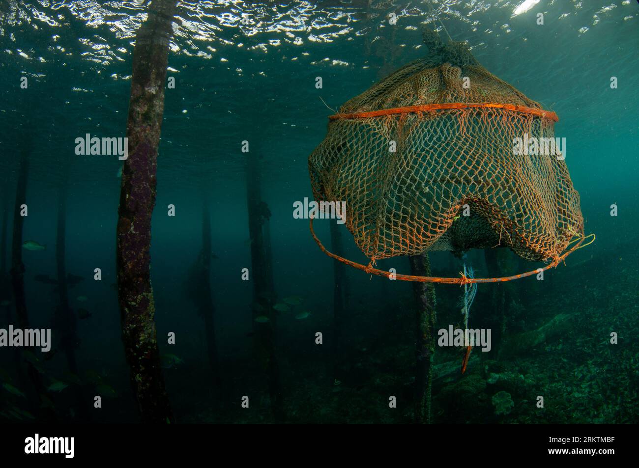 Fishing basket by pylons under jetty, Sawanderek Jetty dive site ...