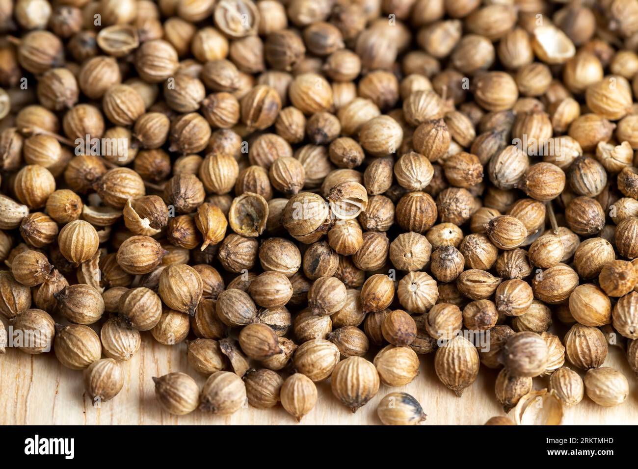 Dried coriander seeds with a strong pleasant aroma, coriander spices that are used in cooking ...