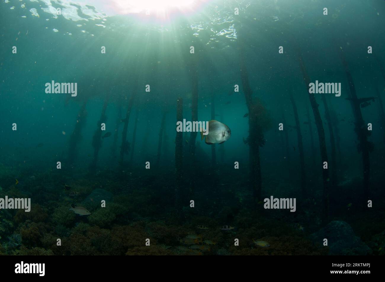 Spadefish, Platax sp, by pylons under jetty with sun, Sawanderek Jetty ...