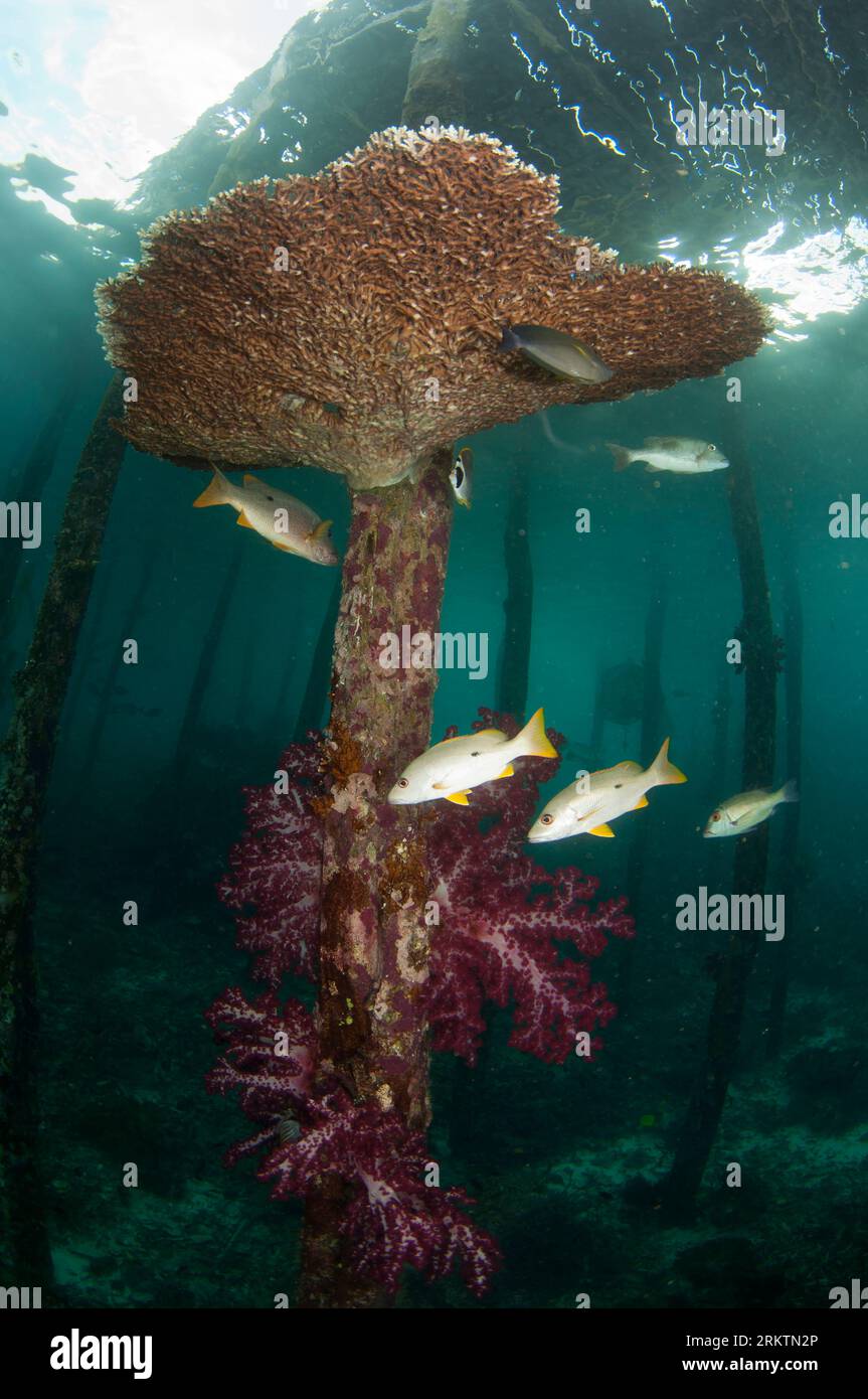 Onespot Snappers, Lutjanus monostigma, by Glomerate Tree Coral ...