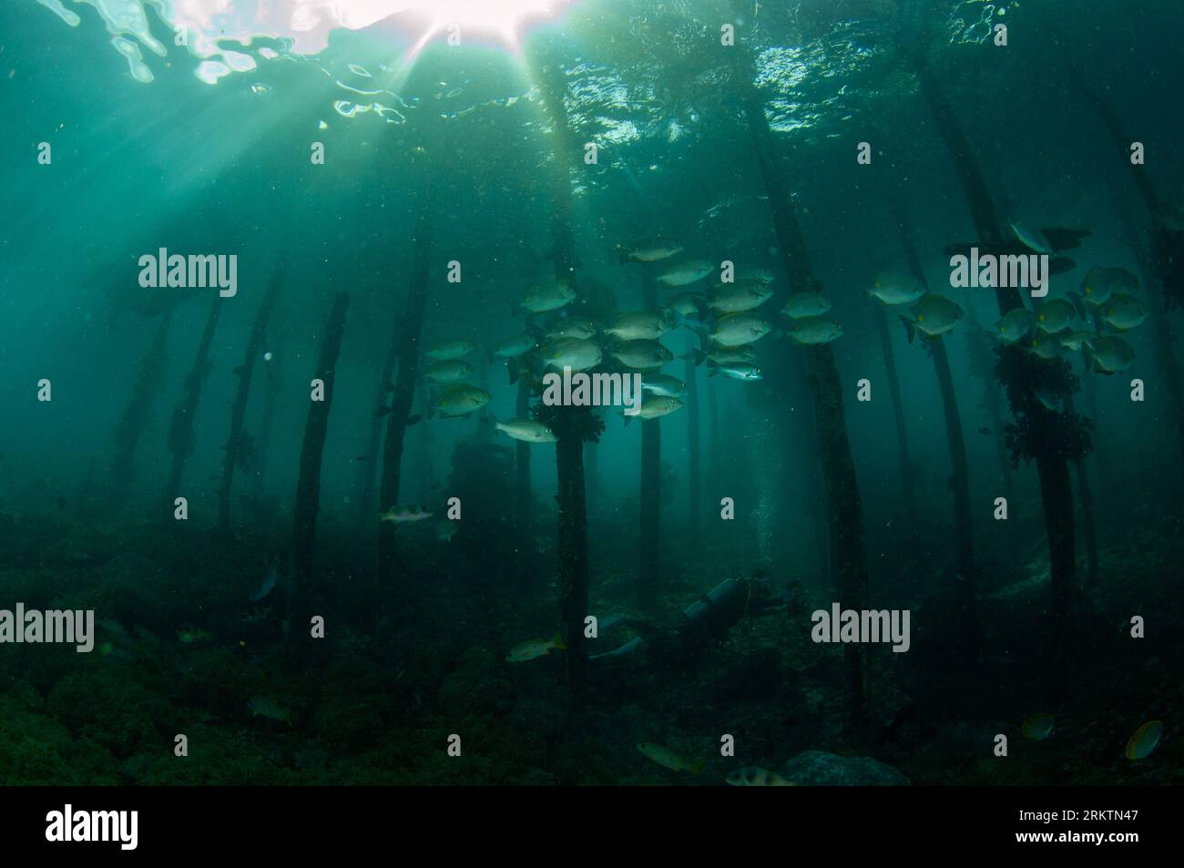 Lined Rabbitfish, Siganus lineatus, Sawanderek Jetty dive site, Dampier ...