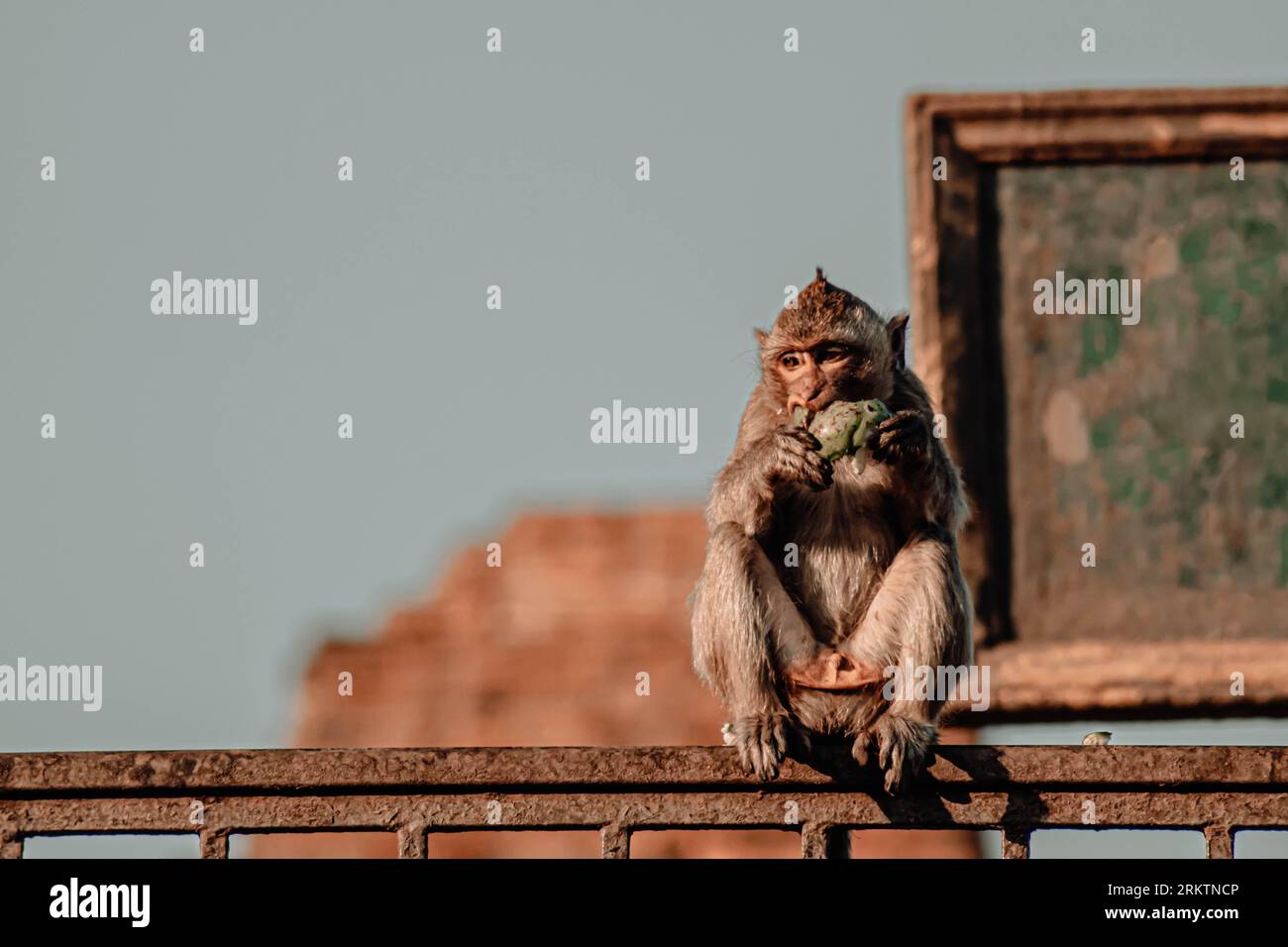 Monkey sitting in front of ancient pagoda architecture Wat Phra Prang ...