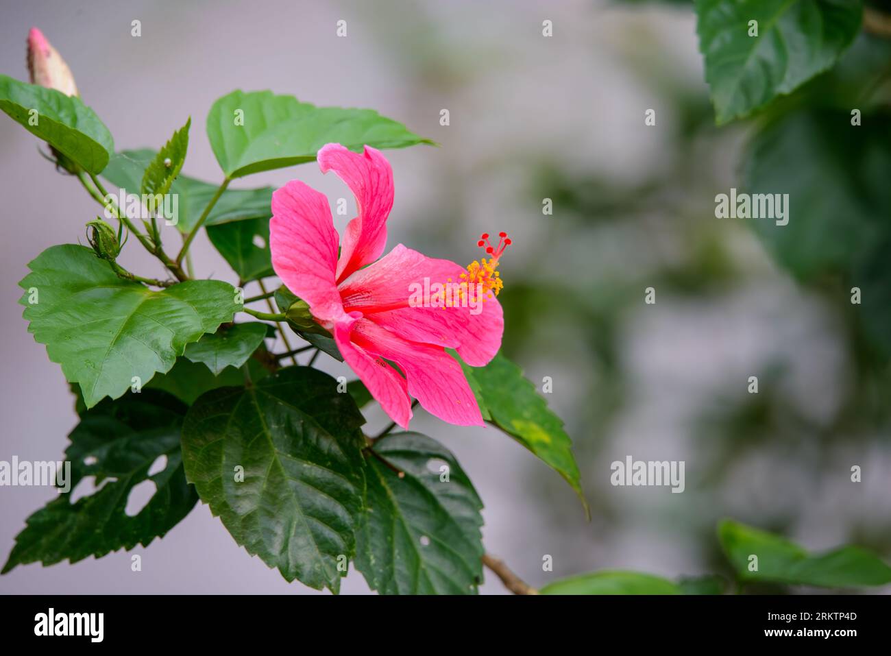 The green foliage sets off the beautiful and generous red hibiscus ...
