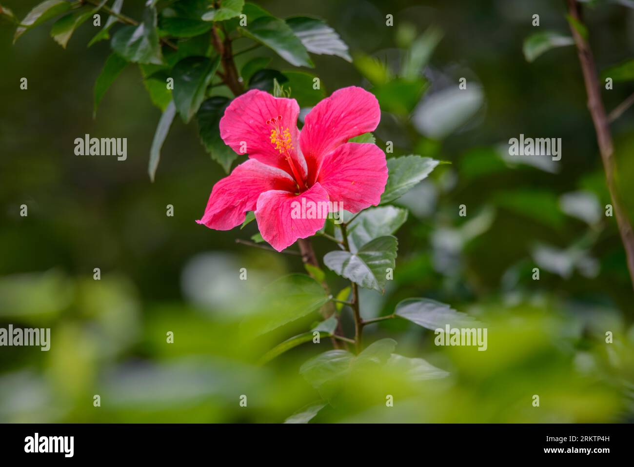 The green foliage sets off the beautiful and generous red hibiscus ...