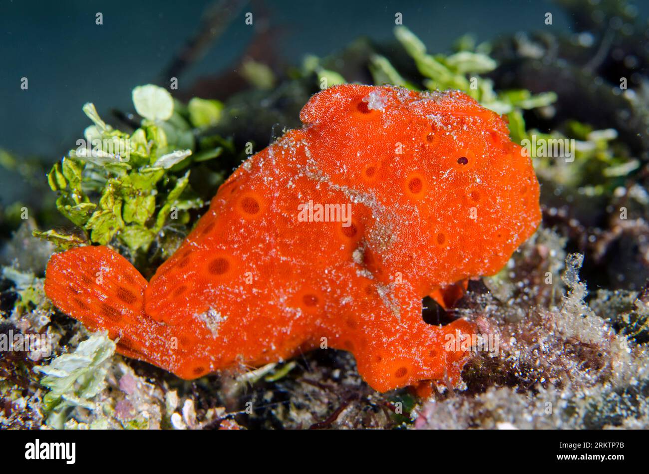 Painted Frogfish, Antennarius pictus, night dive, Sakokreng dive site ...