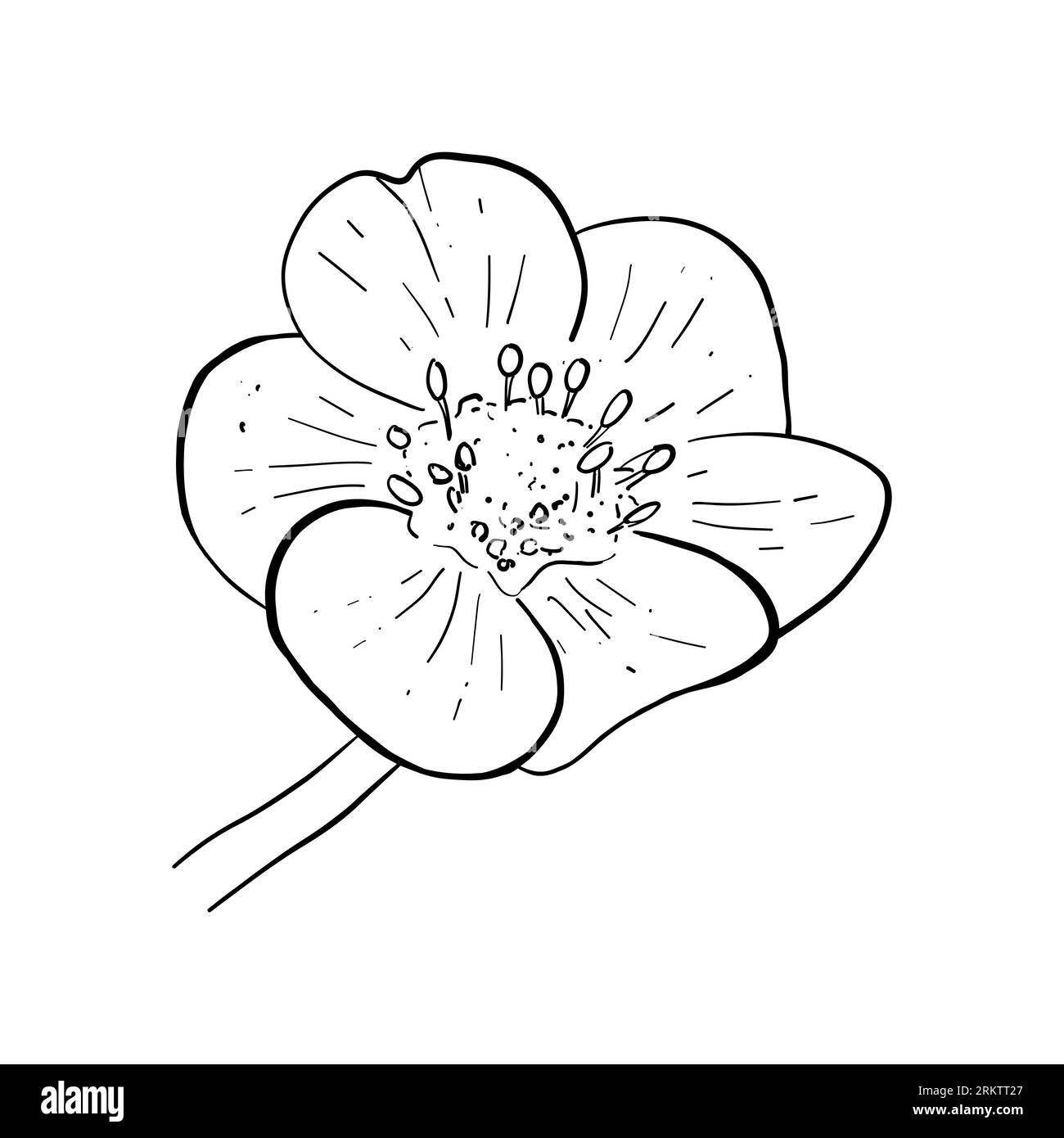 Vector, line illustration of hand drawn strawberry, strawberry or ...