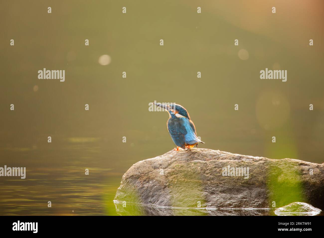 common kingfisher sitting on a rock during golder hour Stock Photo - Alamy
