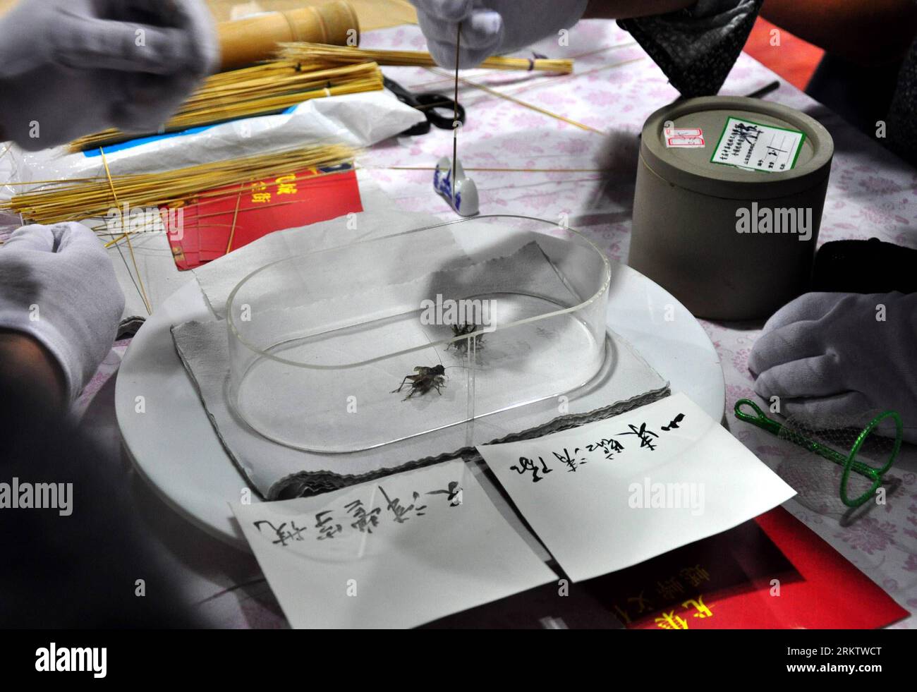 Cricket fighting china hi-res stock photography and images - Alamy