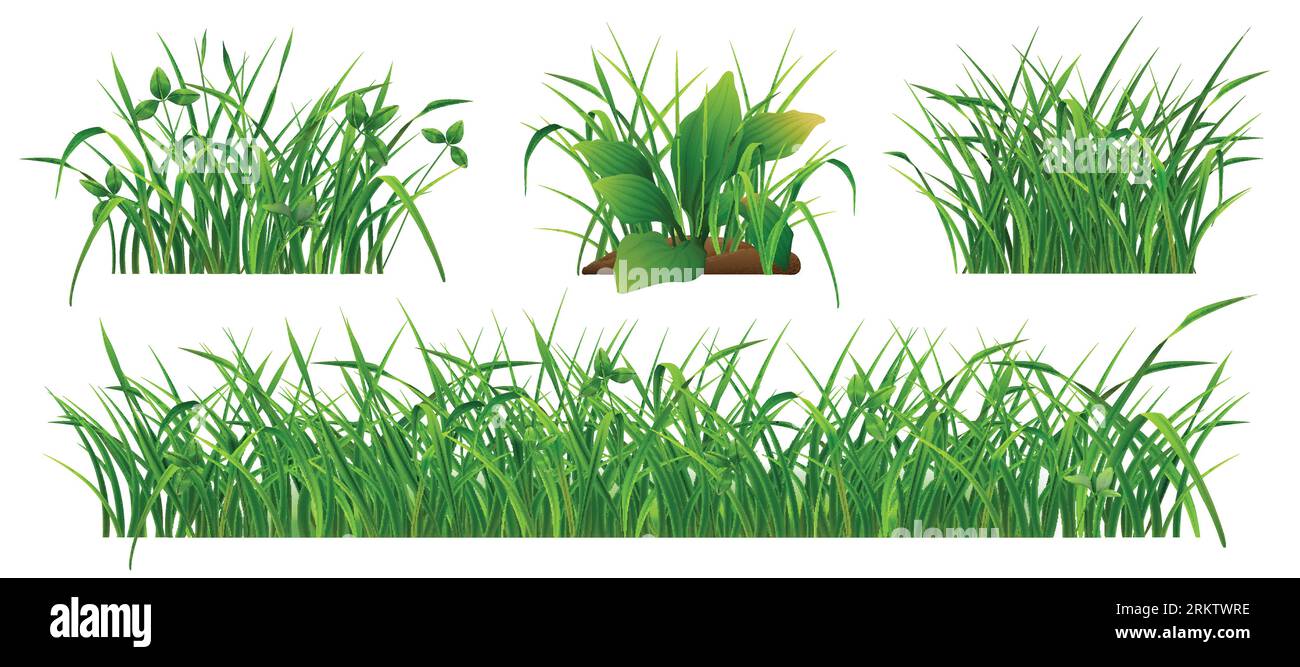 Bushes of fresh green grass realistic set isolated on white background ...