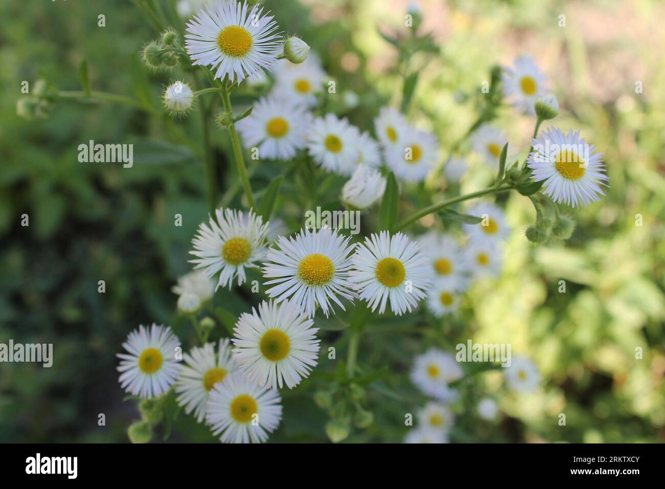 Simple white daisies blooming on meadow Stock Photo - Alamy