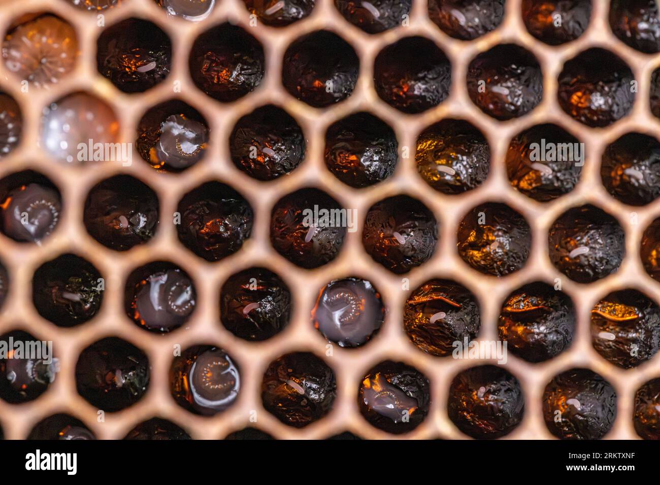 Larvae bee hi-res stock photography and images - Alamy