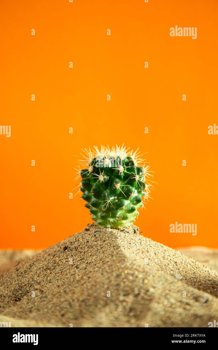 Sand cactus hi-res stock photography and images - Alamy