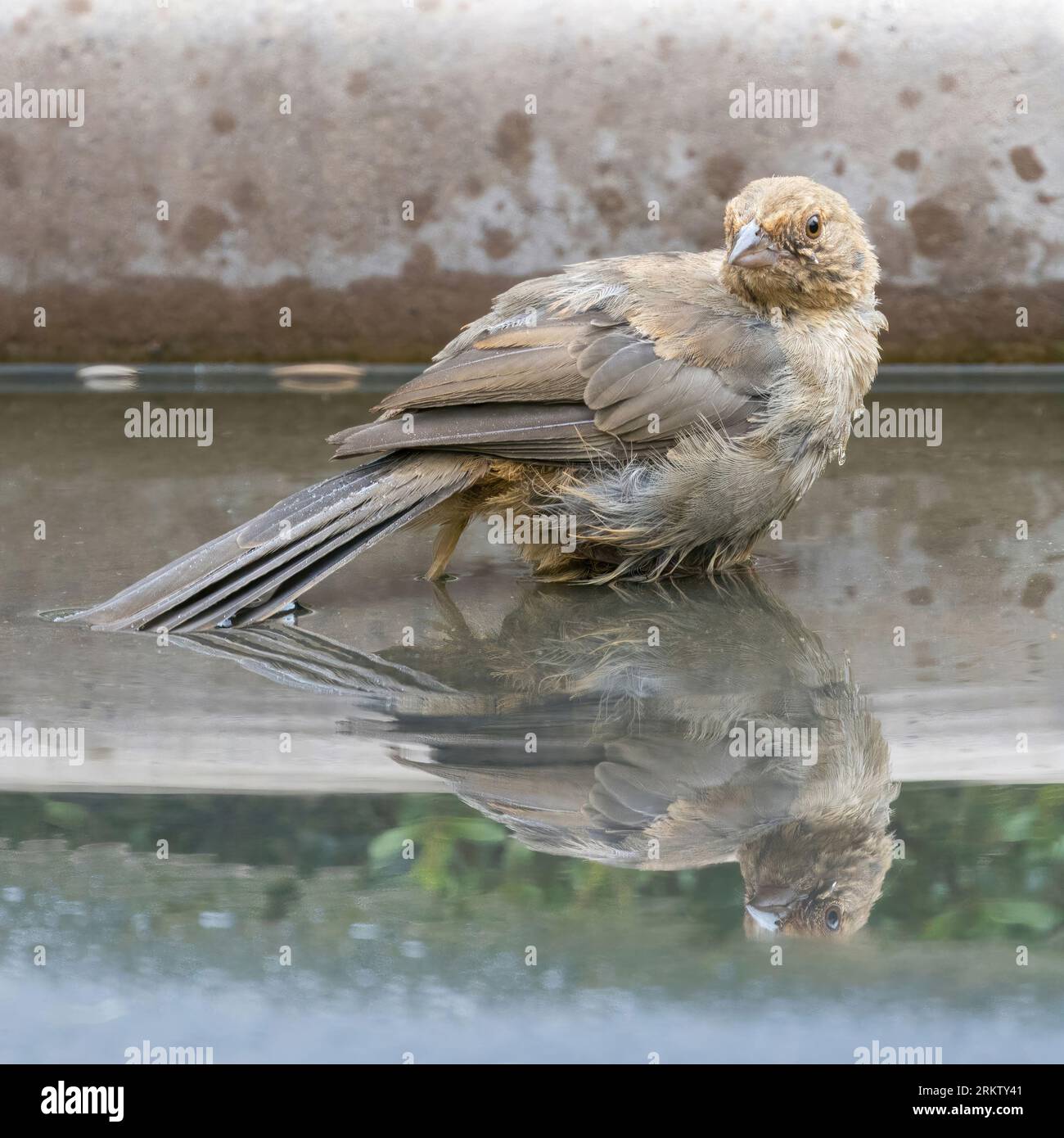California towhee closeup hi-res stock photography and images - Alamy