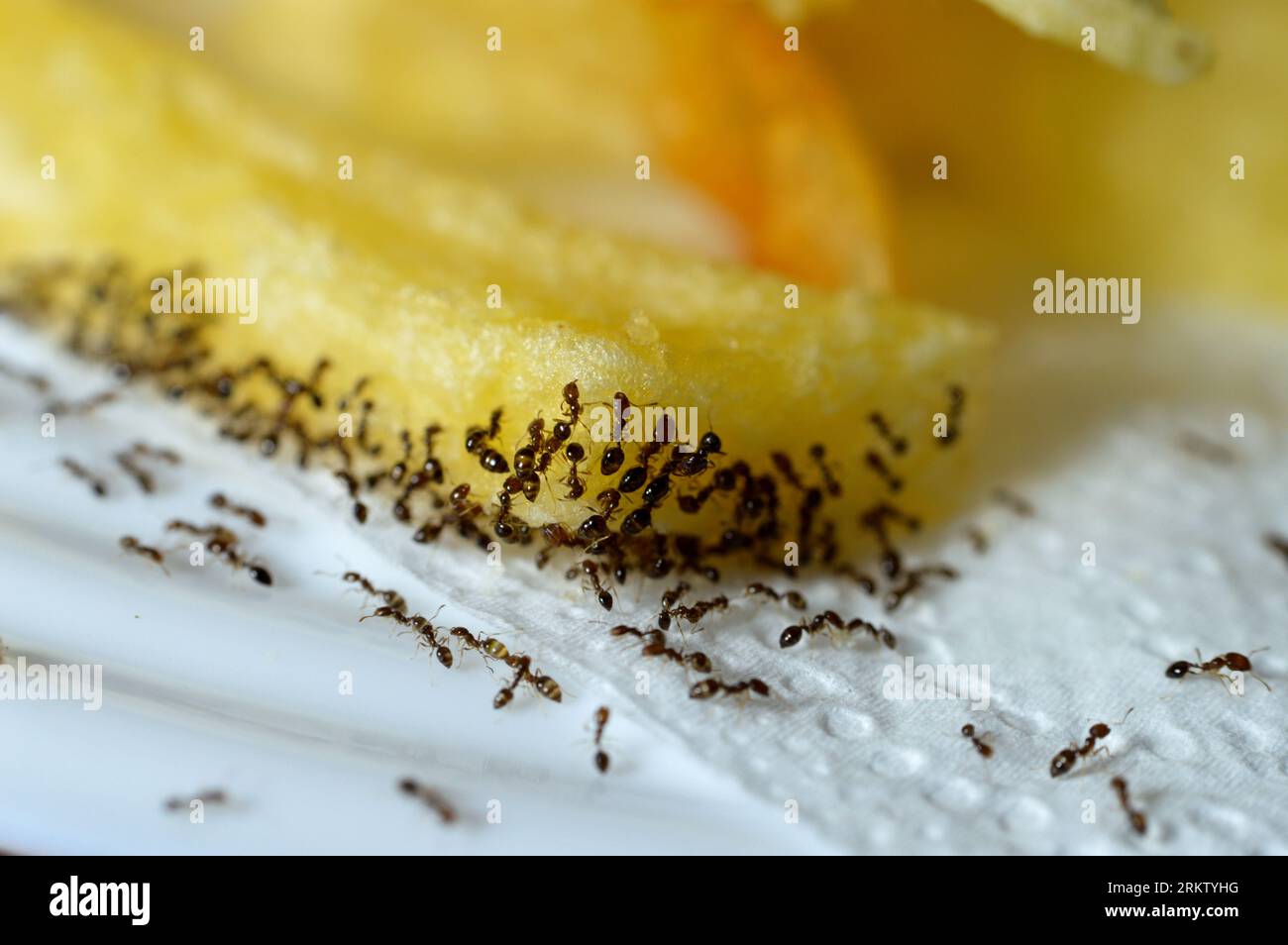 Large numbers from ant colony picking up and transferring food of ...