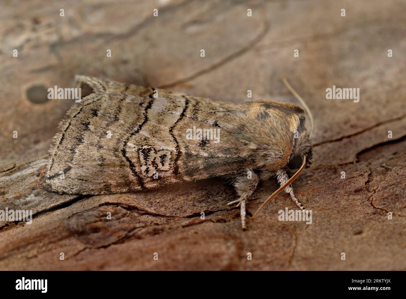 Natural closeup on the figure of eighty moth, Tethea ocularis sitting ...