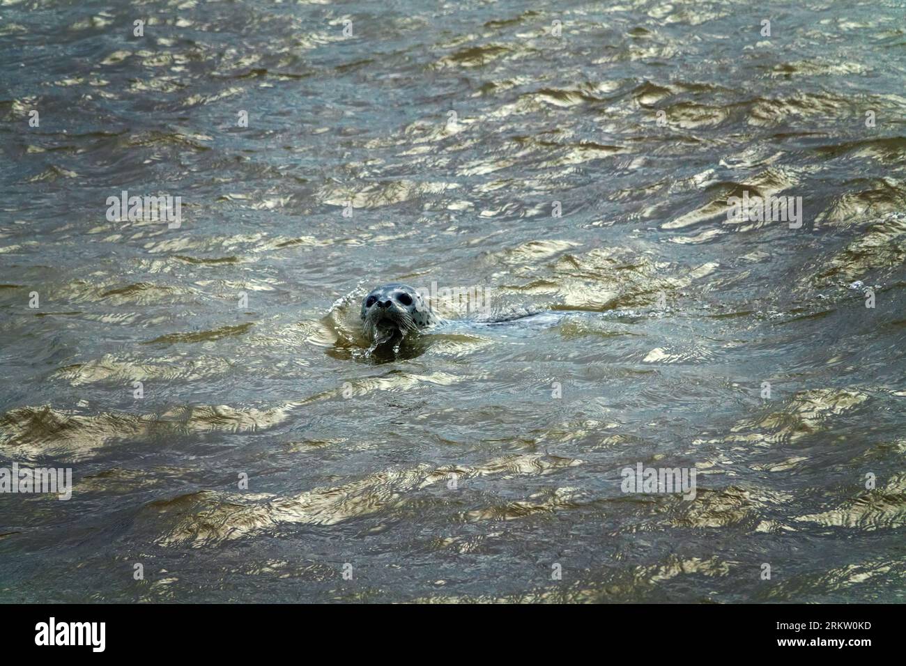 Insular seal (Phoca vitulina kurilensis) rare subspecies in the Sea of ...