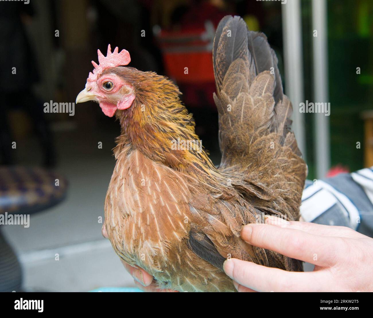 Smallest Chicken Egg In The World
