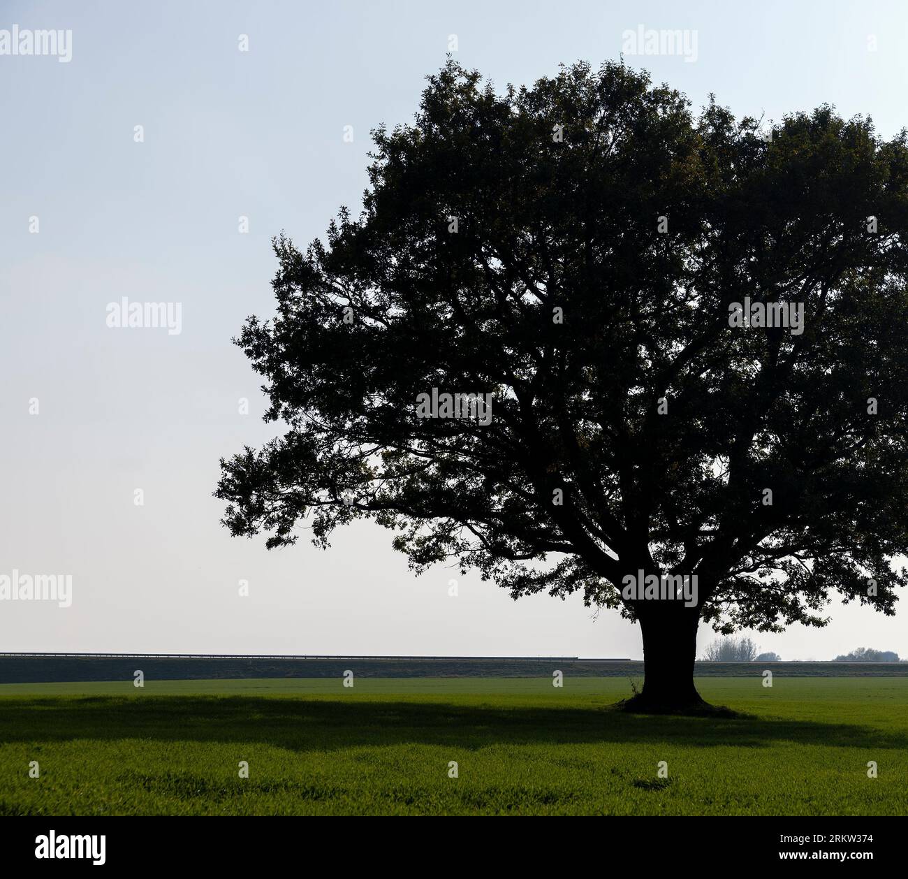 Changes in oak foliage in early autumn, changes in the color of the ...