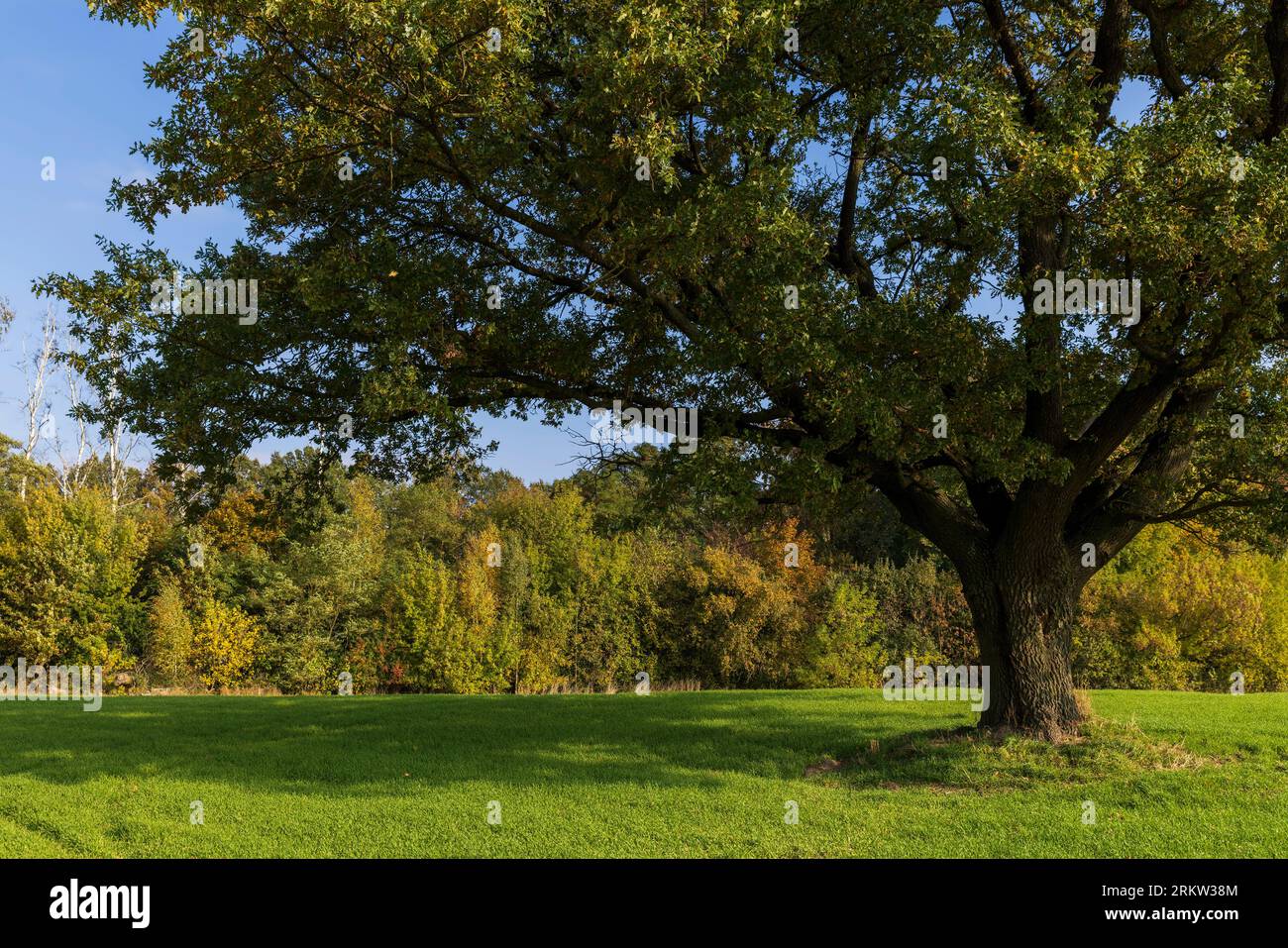 Changes in oak foliage in early autumn, changes in the color of the ...