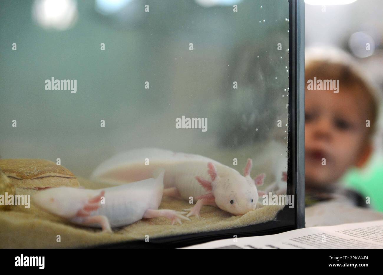 Tiere axolotl hi-res stock photography and images - Alamy