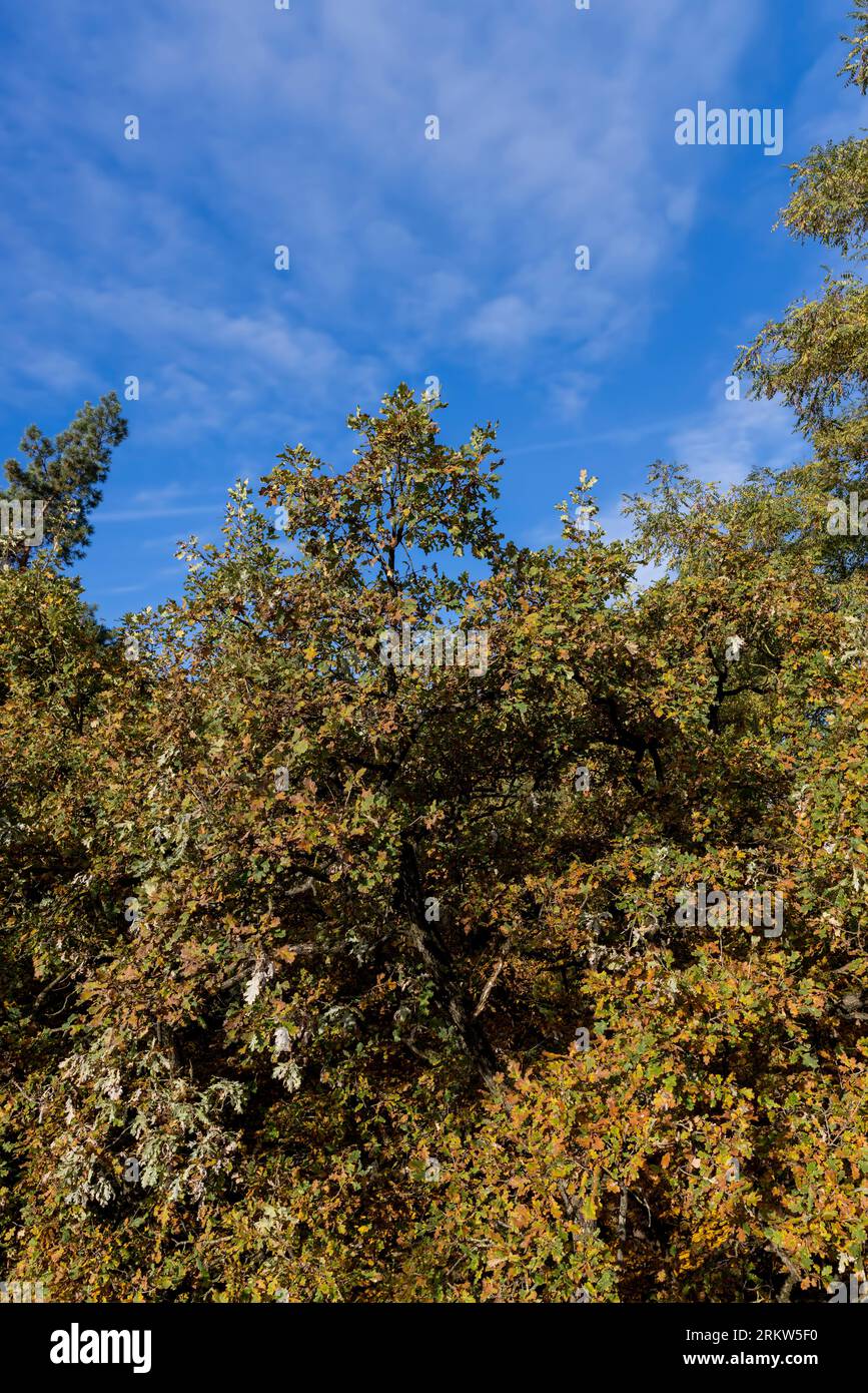 Mixed forest in the autumn season with different deciduous trees ...