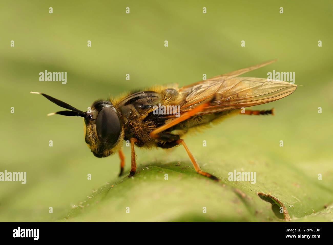 Natural closeup on a rare long-horned hoverfly, Callicera fagesii, of ...