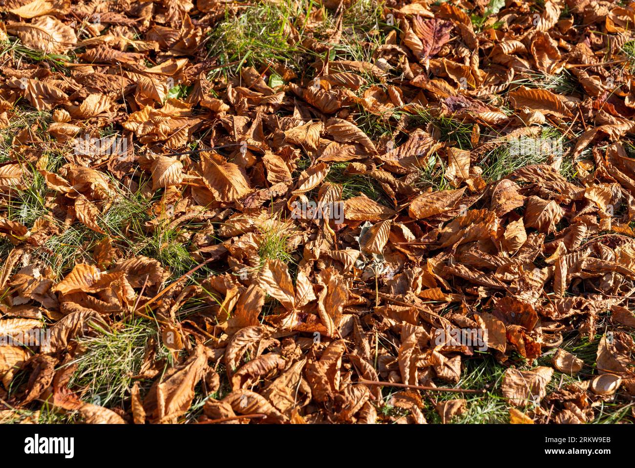 Orange chestnut foliage in the autumn season, falling foliage of ...