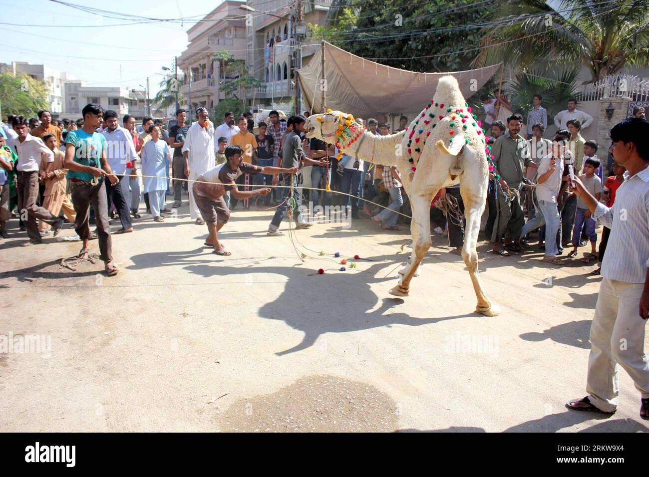 Karachi pakistan eid camel karachi pakistan hi-res stock photography ...