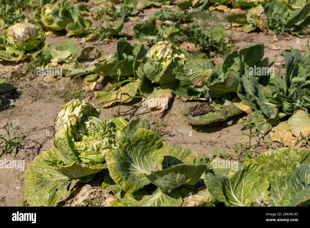 A field with damaged cabbage in the summer season, damaged and ...