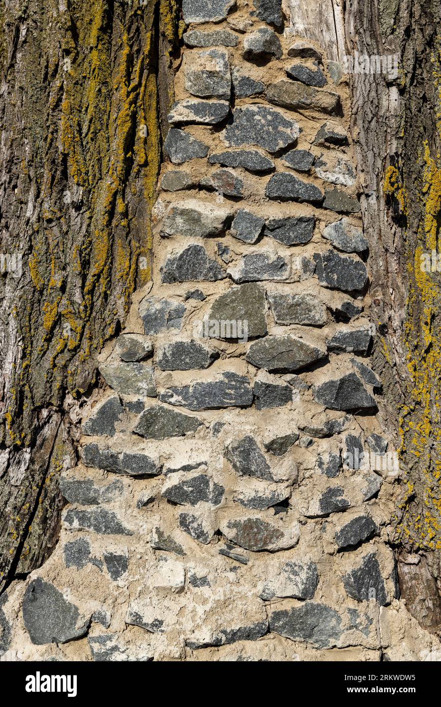 Immured tree trunk with stones and concrete, a crack in the trunk of an ...