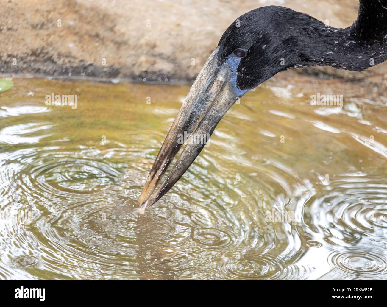 The African openbill, Anastomus lamelligerus, catch snails Stock Photo ...