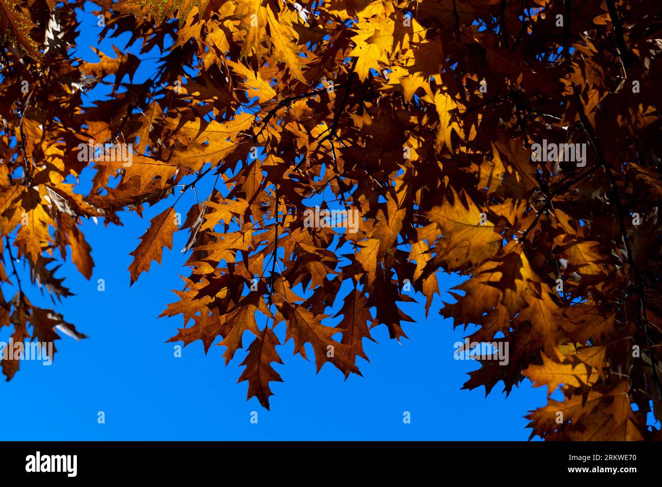 Orange oak foliage close-up, oak trees with falling foliage in the ...