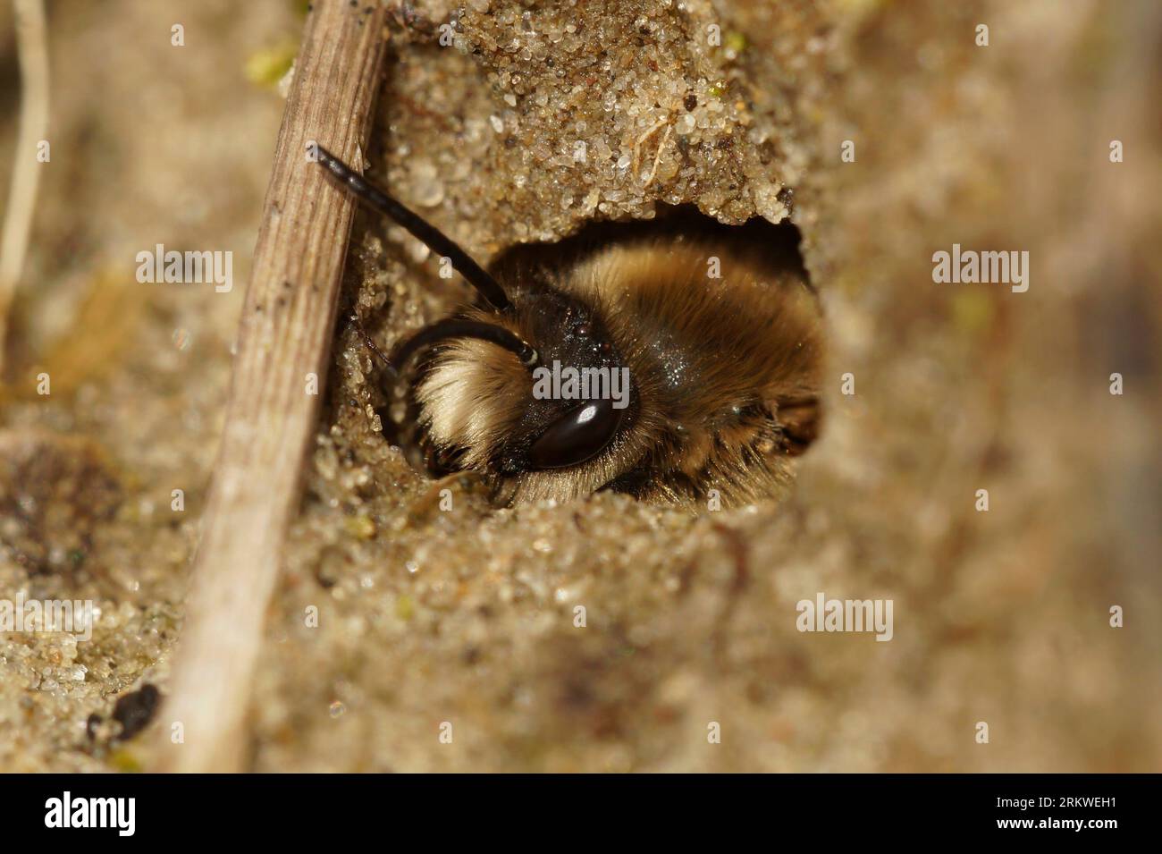 Natural closeup on a male Early cellophane bee, Colletes cunicularius ...