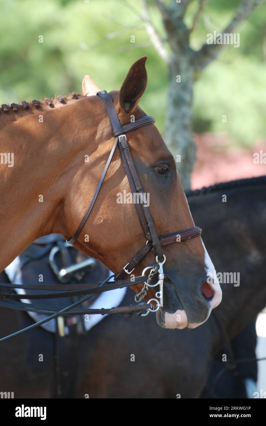 Gorgeous English horse with tack under saddle outside the show ring ...