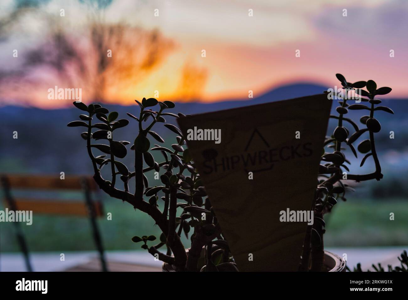 money tree with colored sunset and patio chair Stock Photo - Alamy