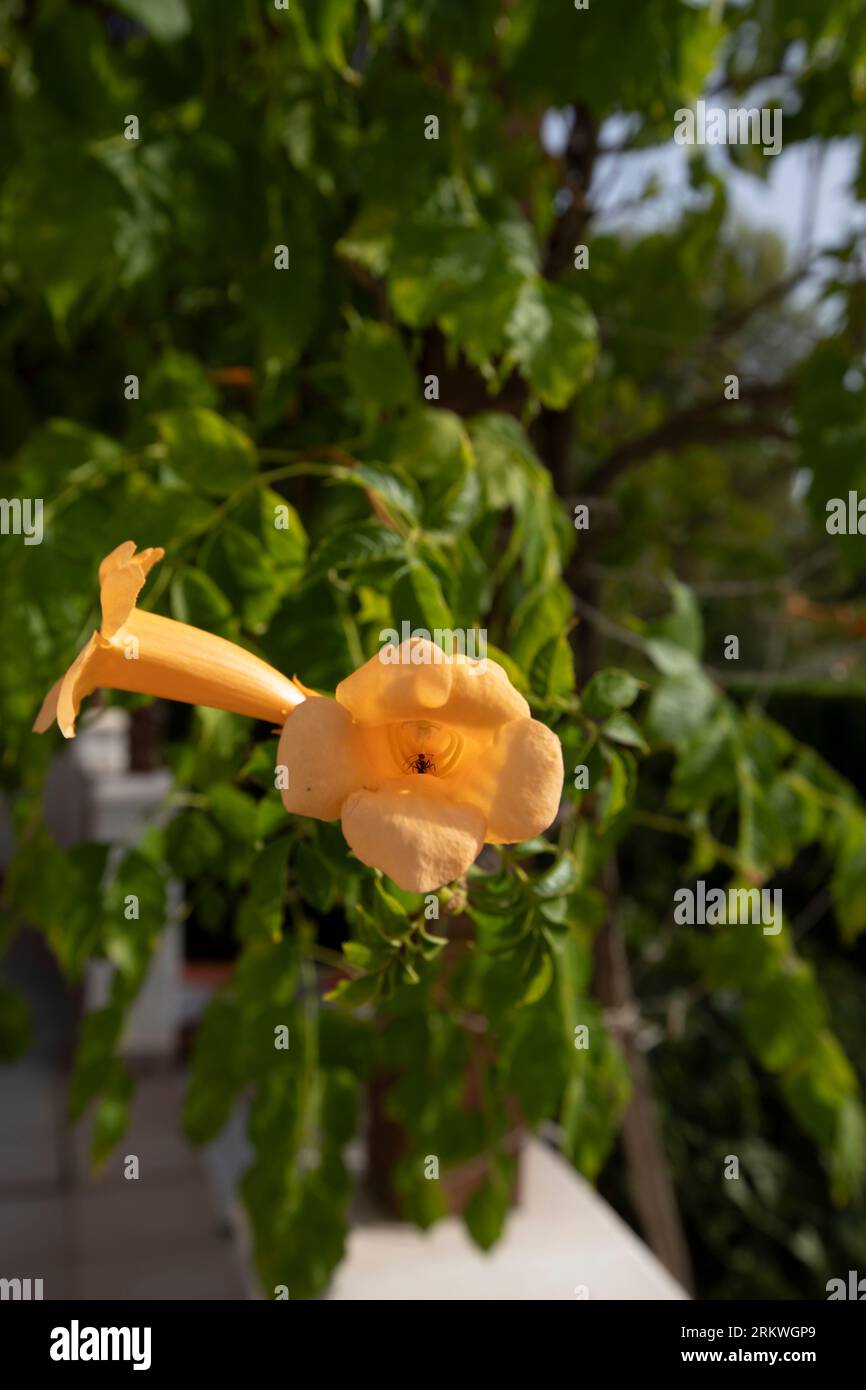 Orange Trumpet Vine Flowers in a garden. Also known as Hummingbird Vine ...