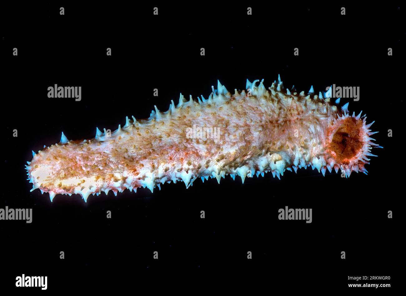 Norwegian red sea cucumber (Parastichopus tremulus), ventral side ...