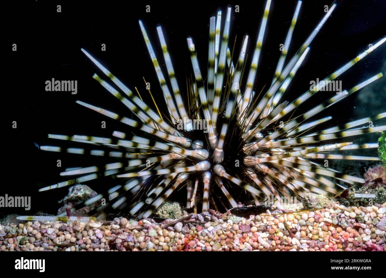 Banded sea urchin (Echinotrix calamaris). Aquariumphoto Stock Photo - Alamy