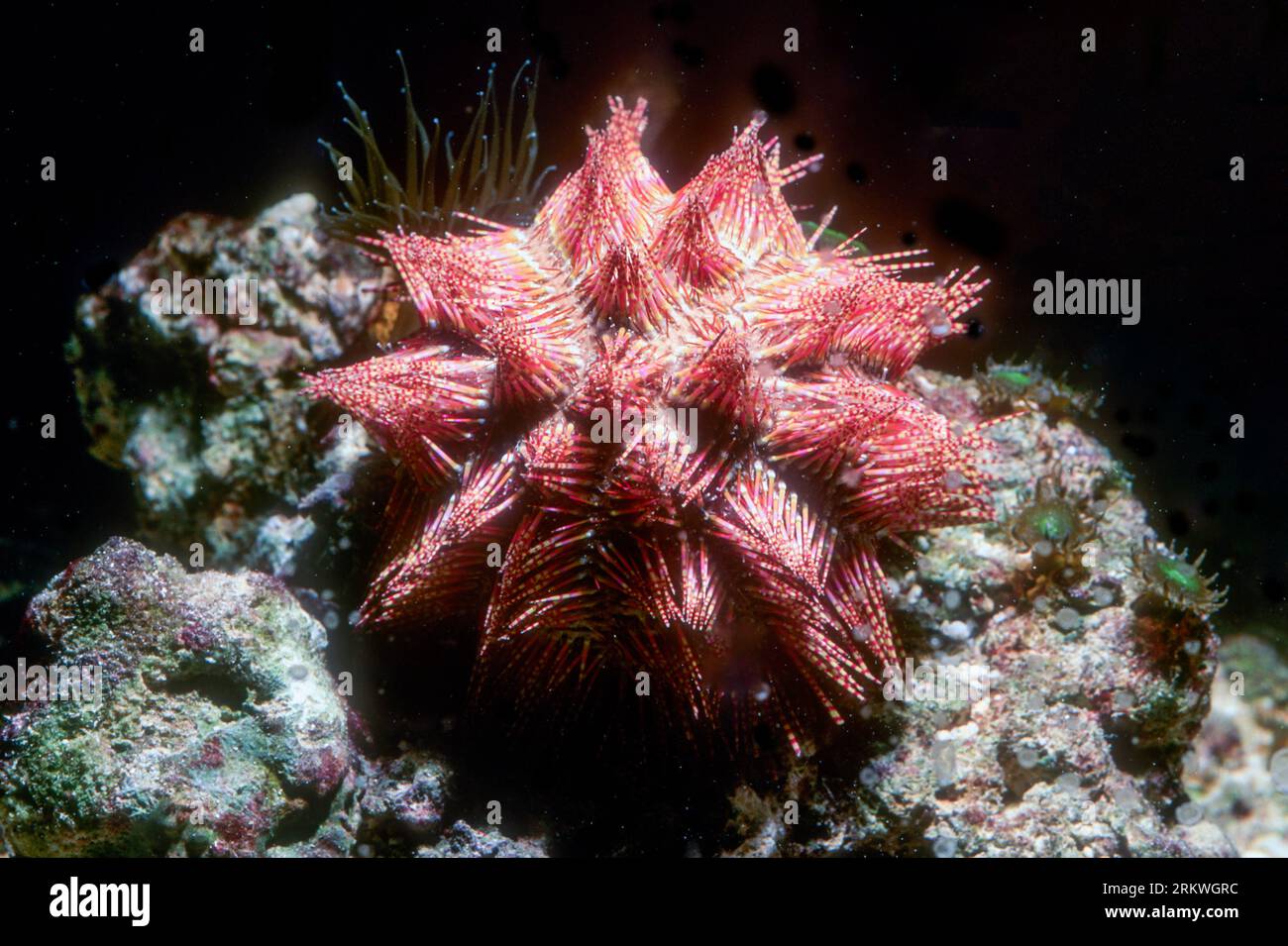 Bi-colored sea urchin (Salmacis bicolor). Aquariumphoto Stock Photo - Alamy