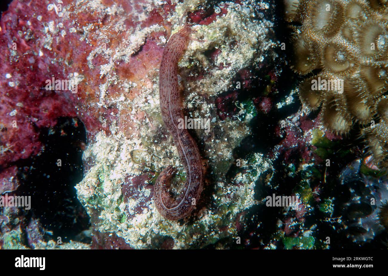 Sea cucumber from the genus Synaptula. Photo from the Maldives Stock ...