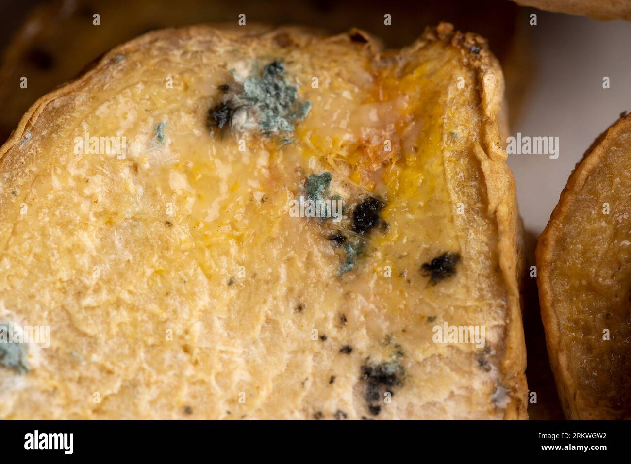 Spoiled and covered with mold sliced ginger, spices spoiled food ...